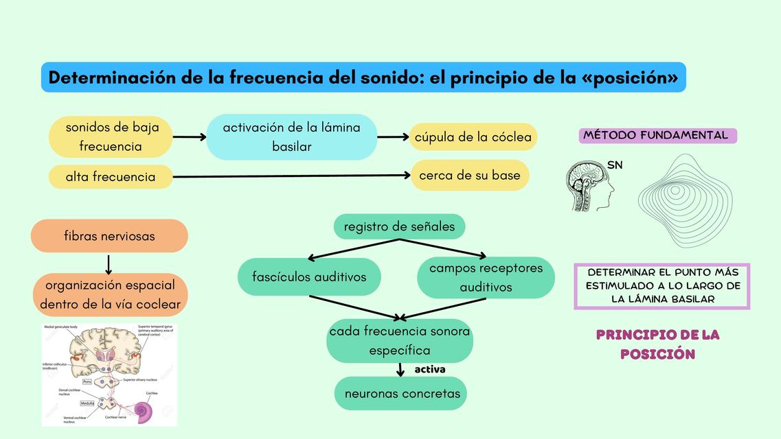 Frecuencia de sonido y audición | Bosque | uDocz