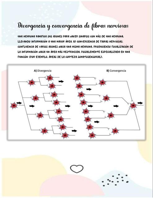 Divergencia y convergencia de fibras nerviosas | fraii | uDocz