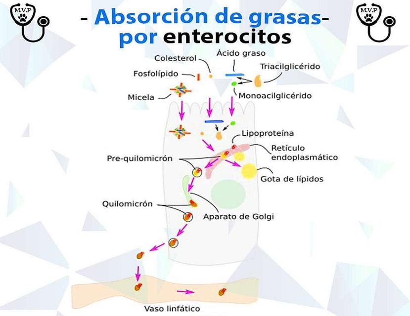 Absorción de grasas en el intestino | fraii | uDocz