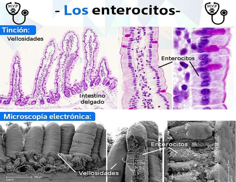 Histología vs Microscopía del sistema entérico | fraii | uDocz