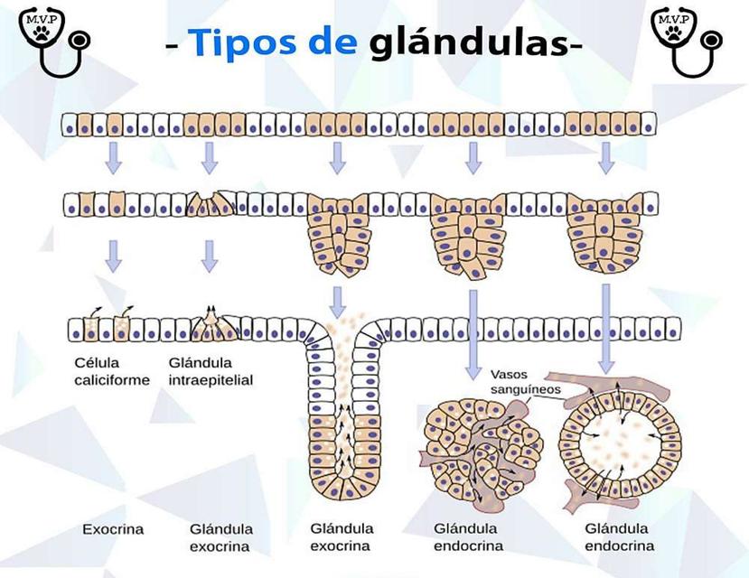 Tipos de glándulas | fraii | uDocz