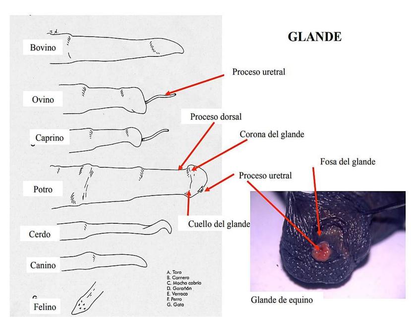 Tipos de glande en diferentes especies | fraii | uDocz