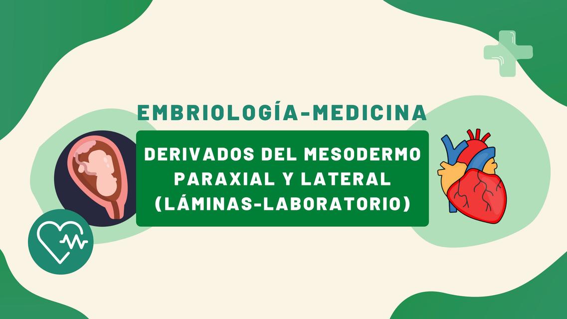 Derivados del mesodermo paraxial y lateral | Bosque | uDocz