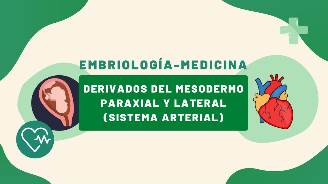 Derivados del mesodermo paraxial y lateral (sistema arterial) | Bosque ...