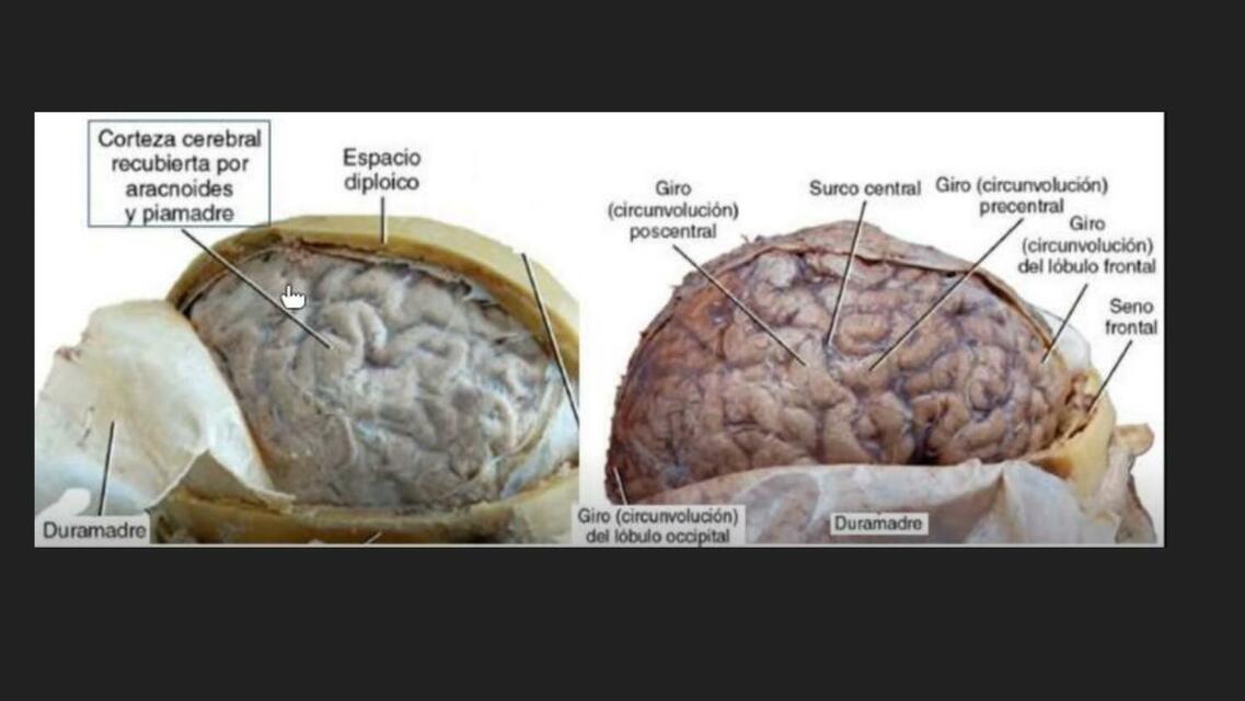 Giros- Surco Central y Frontal | Bosque | uDocz