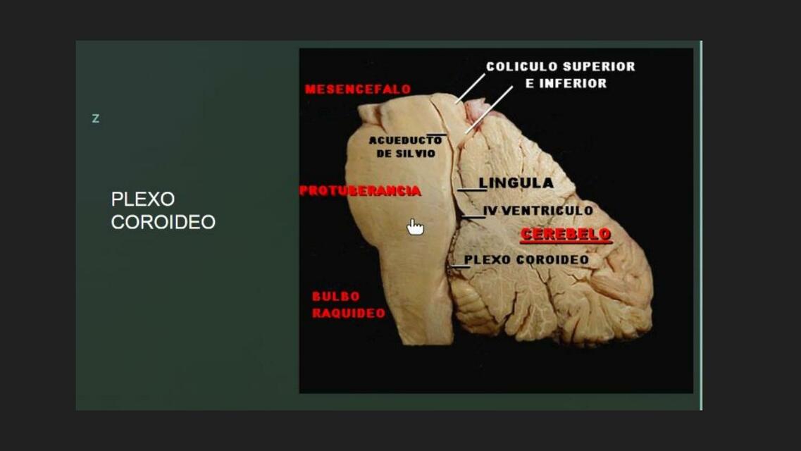 Cerebelo | Bosque | uDocz