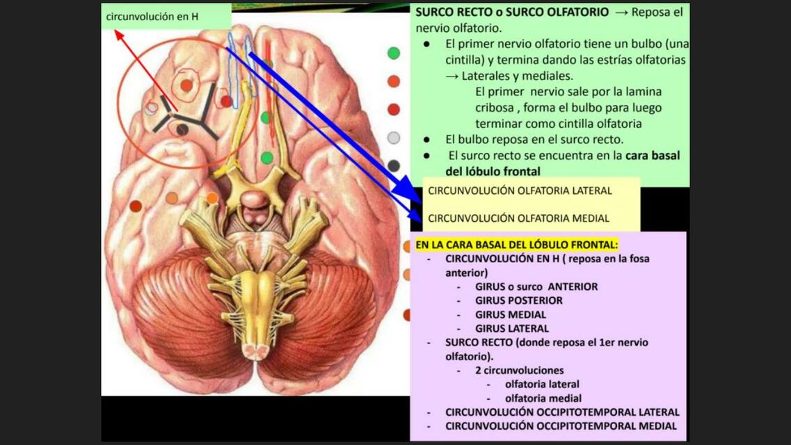 Cara basal de lóbulo frontal | Bosque | uDocz