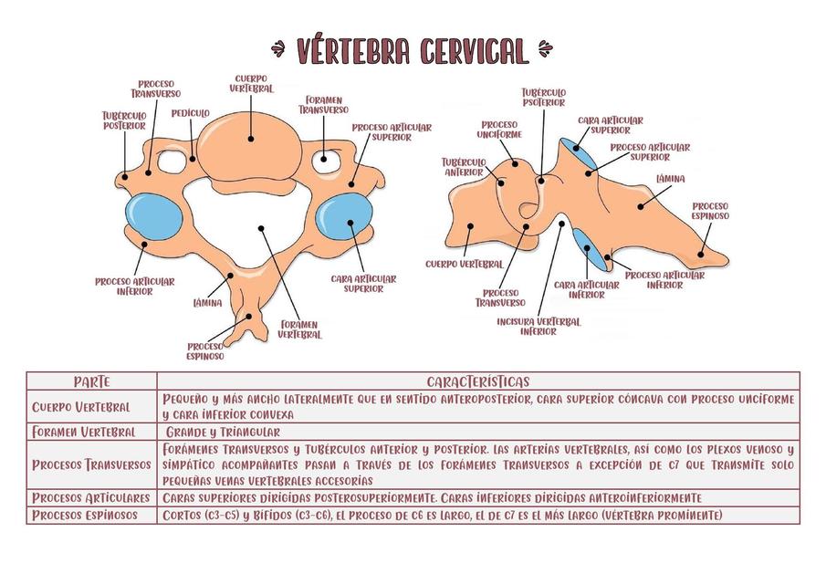 Vértebra Cervical | HemoStudent | uDocz
