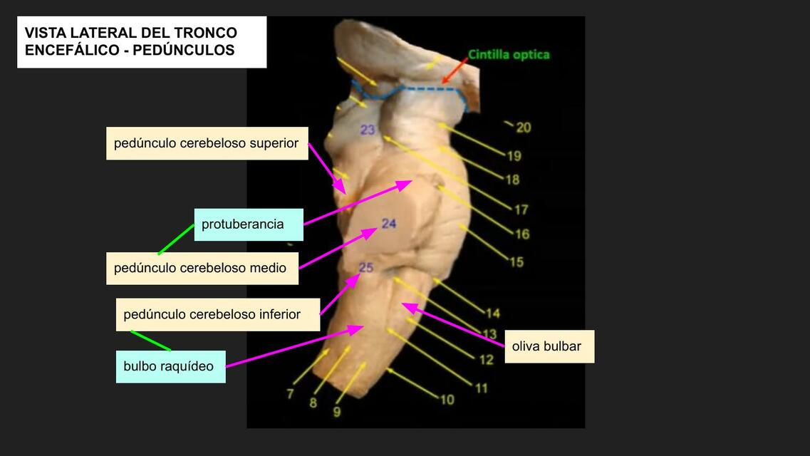 Tronco encefálico | Bosque | uDocz