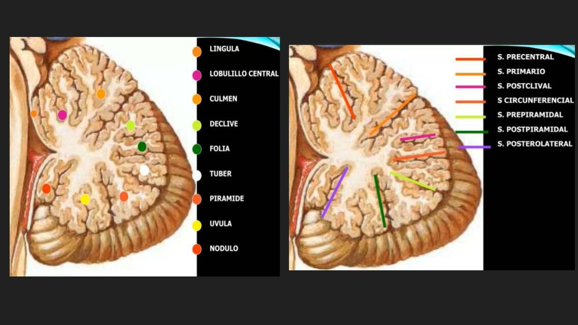 Cerebello lobulillos | Bosque | uDocz