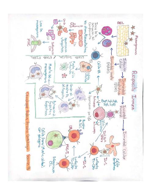 Respuesta inmune | Christoper Robin Arzeta Uriostegui | uDocz