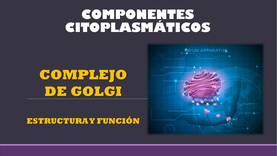 Complejo de Golgi Estructura y Fúnciones | Linda Milena León Gómez | uDocz