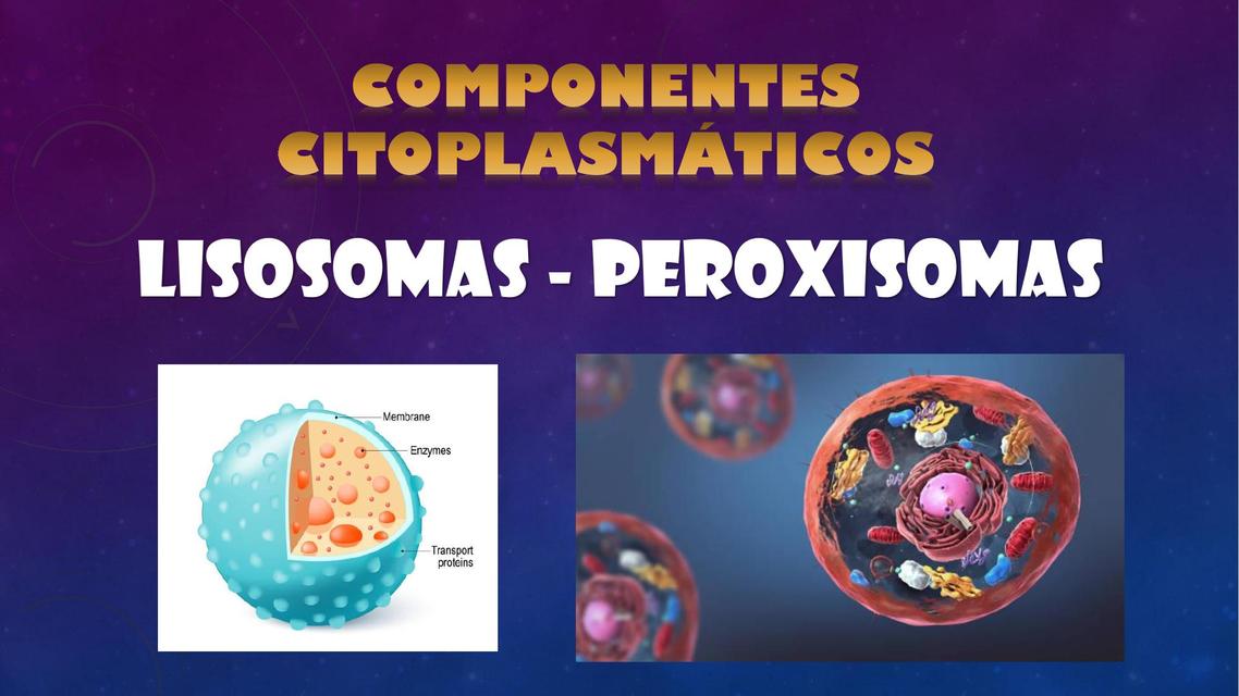 Lisosomas Peroxisomas | Linda Milena León Gómez | uDocz