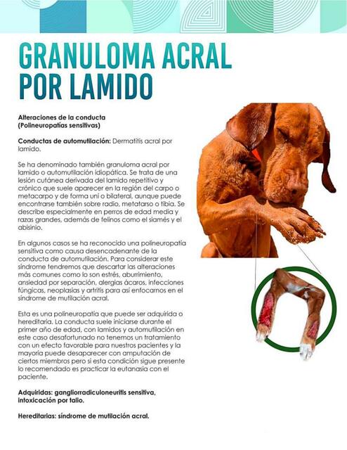 Granuloma acral por lamido | fraii | uDocz