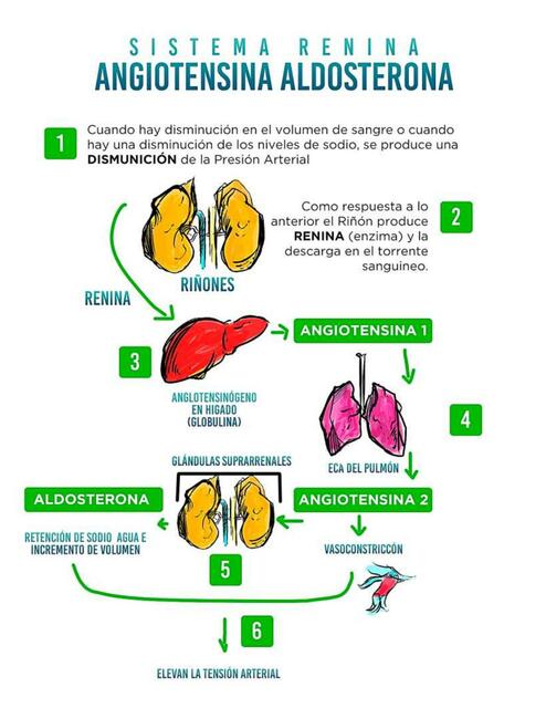 Sistema renina | fraii | uDocz