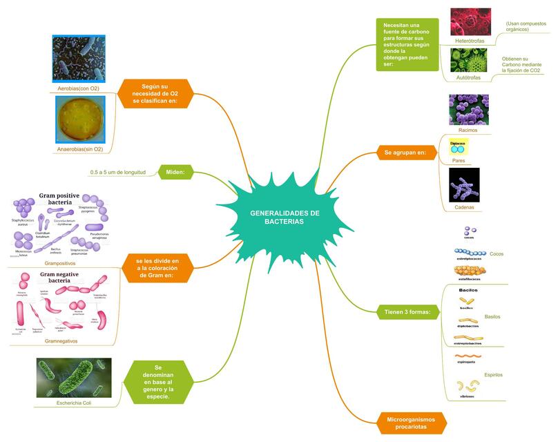 Generalidades de bacterias | MARYURI LISBETH | uDocz