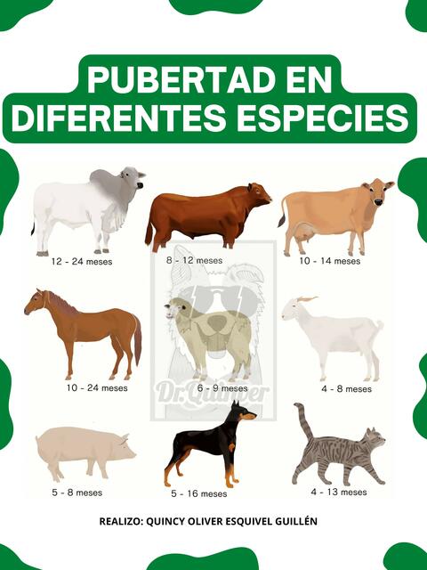 Pubertad en Diferentes Especies | Dr.Quinver | uDocz
