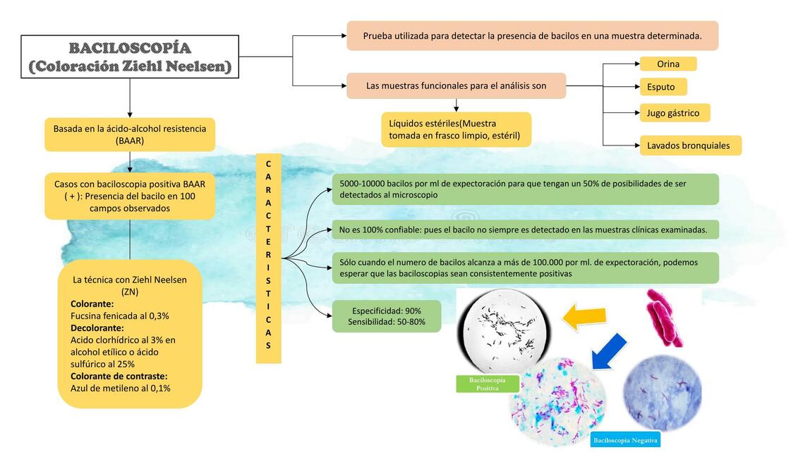 Baciloscopia | MARYURI LISBETH | uDocz