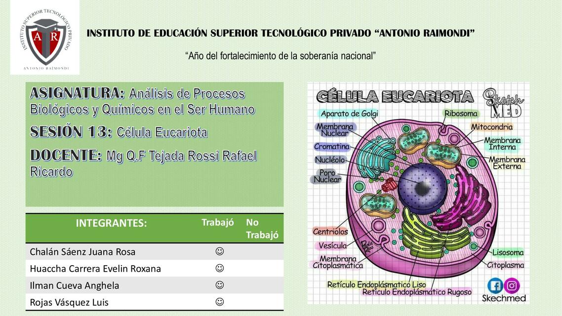 Célula Eucariota | Rosy C. Sáenz | uDocz