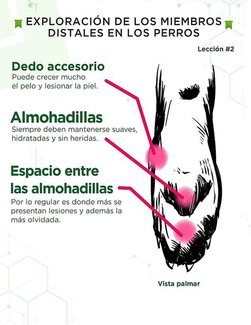 Miembros distales en los perros | fraii | uDocz