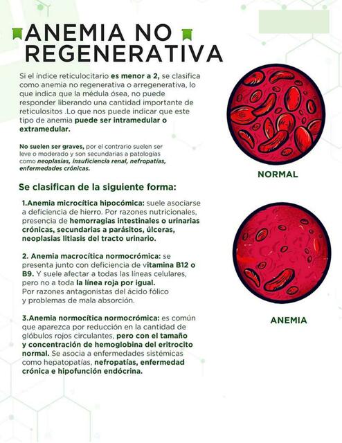 Anemia no regenerativa | fraii | uDocz
