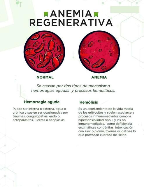 Anemia regenerativa | fraii | uDocz