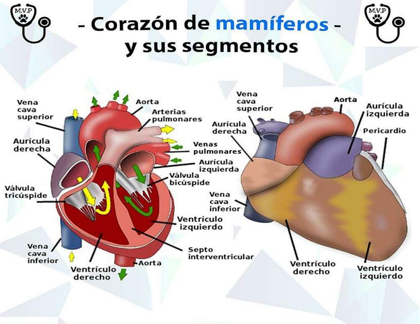 Corazón de mamíferos y sus segmentos | fraii | uDocz