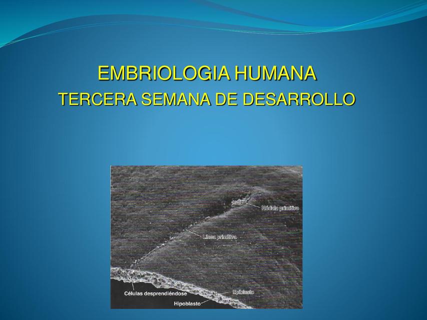 Embriología Humana | MiddleMedic | uDocz