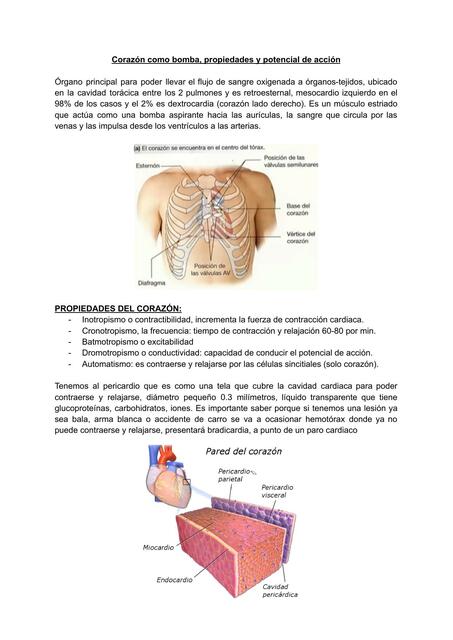 Corazón como Bomba, Propiedades y Potencial de Acción | Jeremy Castillo ...