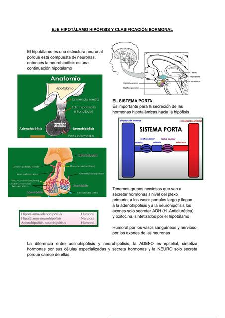Eje Hipotálamo Hipófisis y Clasificación Hormonal | Jeremy Castillo | uDocz