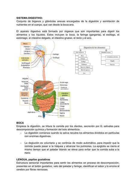 Anatomía-Aparato Digestivo y Sistema Digestivo | Jeremy Castillo | uDocz