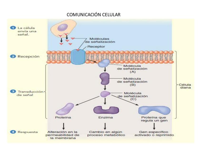 Comunicación celular | MEDilove | uDocz
