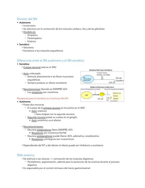 Sistema nervioso autónomo | MEDilove | uDocz