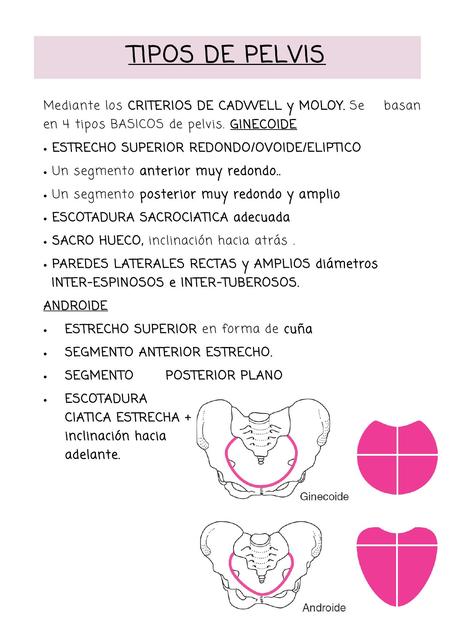 PELVIS TIPOS FEMENINO- apuntes | Notaspremed | uDocz