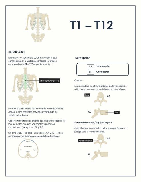 Columna Vertebral: T1 - T12 | Altamirano, MD | uDocz