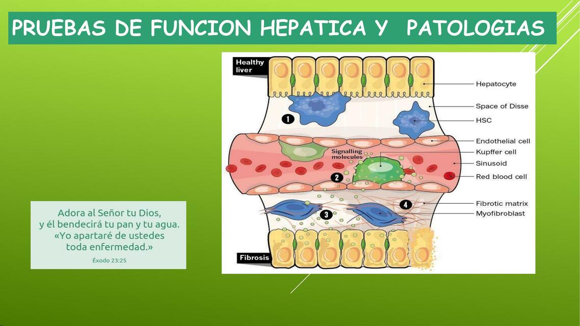7. Pruebas de Función Hepática y Patologías | LiquidOH愛 | uDocz