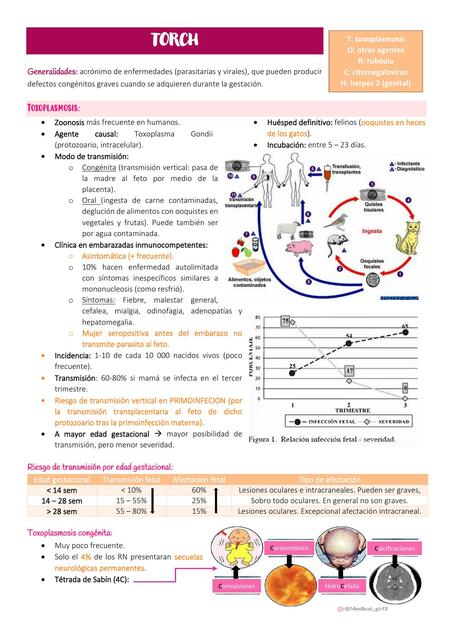 TORCH | Radiologa medicina | uDocz
