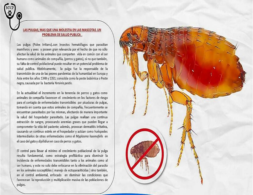 Las pulgas: Un problema de salud publica | fraii | uDocz