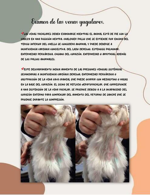 Examen de las venas yugulares | fraii | uDocz