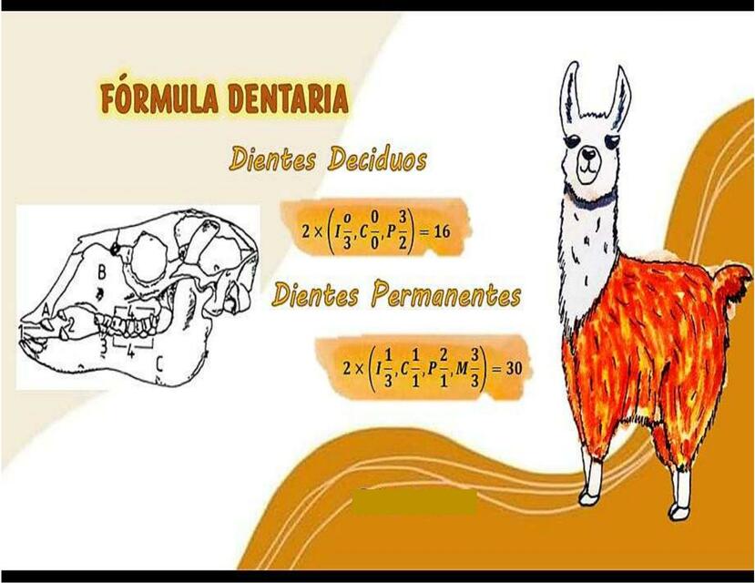 Formula dentaria camelidos | fraii | uDocz