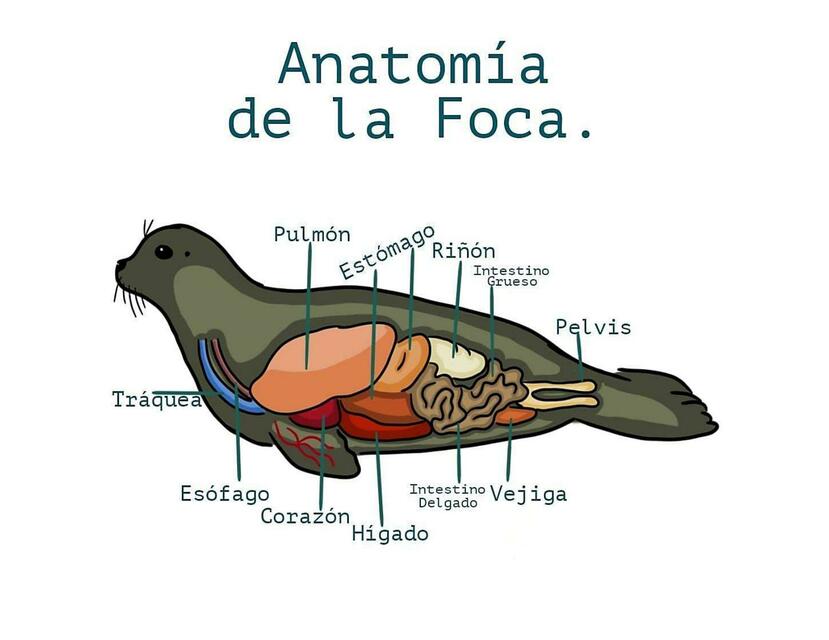 Anatomia de la foca | fraii | uDocz