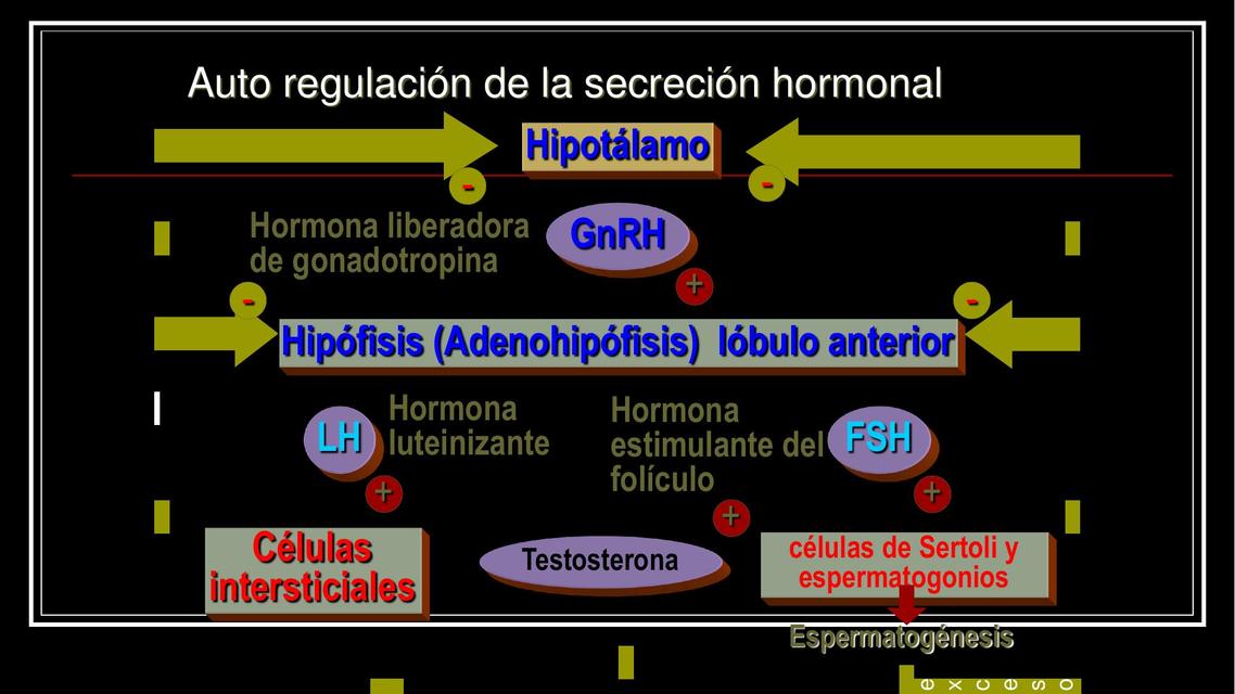 Hormonas | MEDilove | uDocz