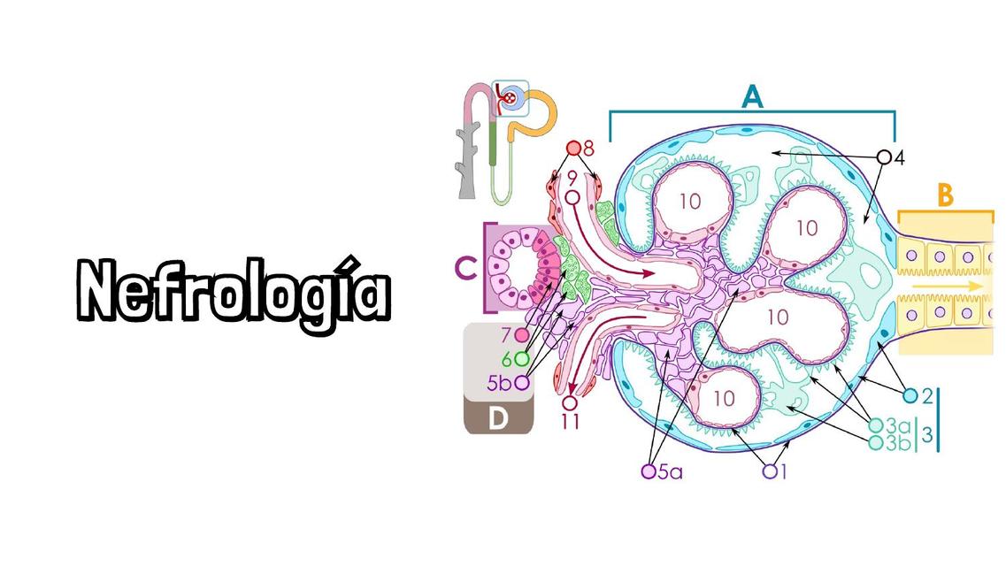 Nefrología | MEDilove | uDocz