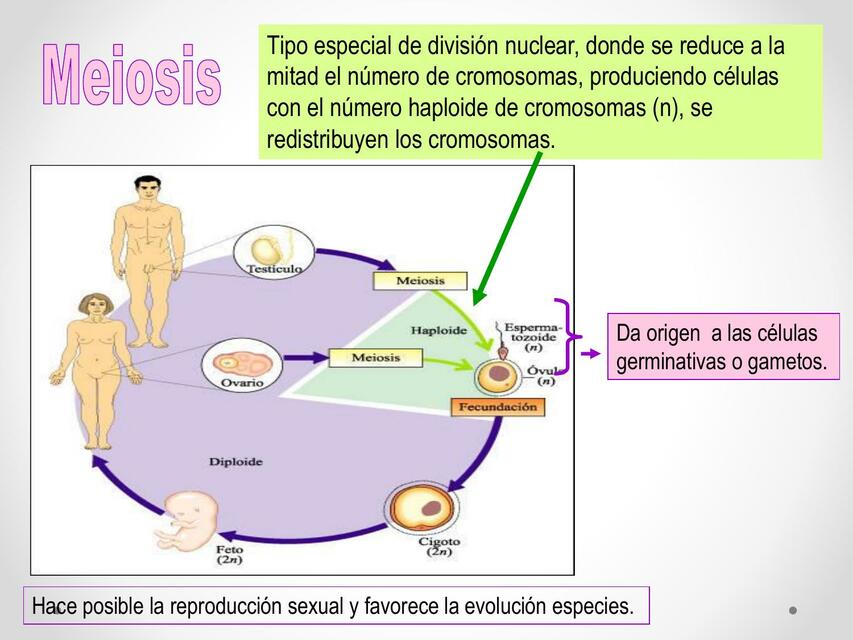 Meiosis est 1 | MEDilove | uDocz