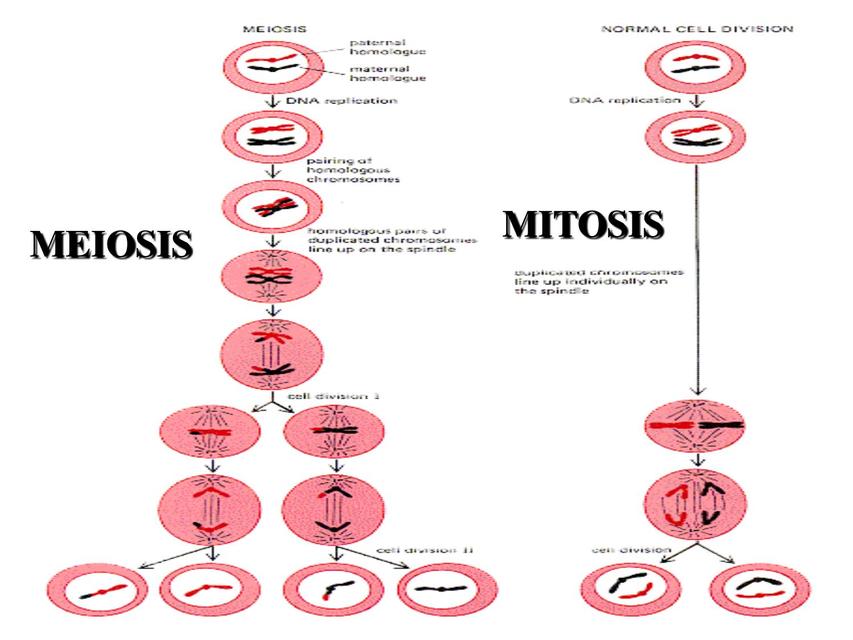 Mitosis | MEDilove | uDocz