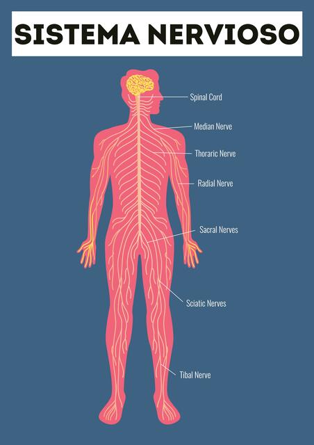 Sistema nervioso | MARYURI LISBETH | uDocz