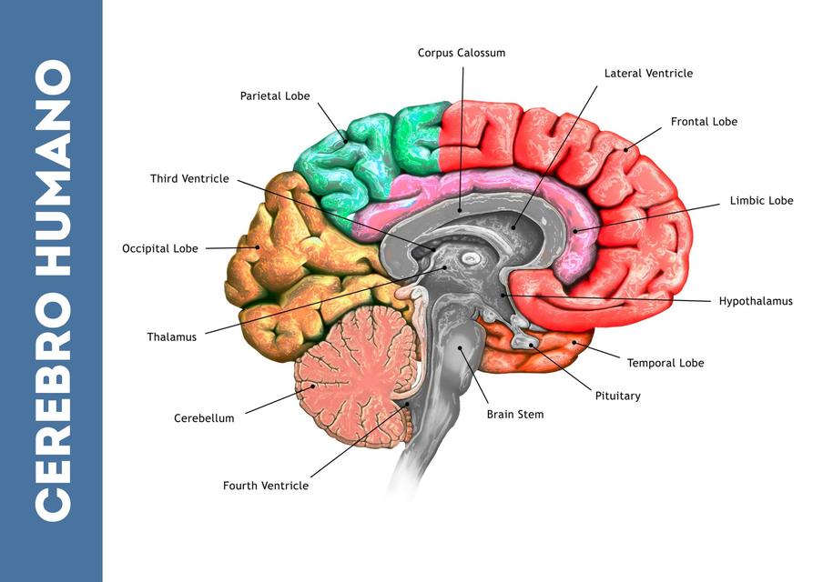 Cerebro humano | MARYURI LISBETH | uDocz
