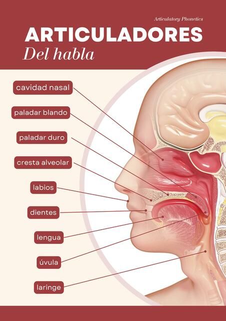 Articuladores del habla | MARYURI LISBETH | uDocz