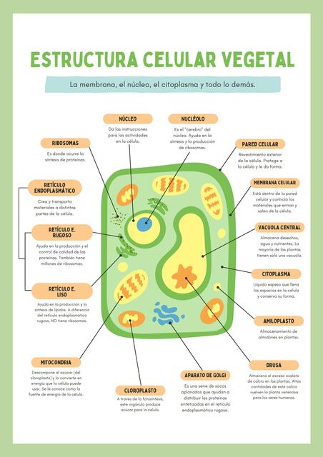 Estructura celular vegetal | MARYURI LISBETH | uDocz