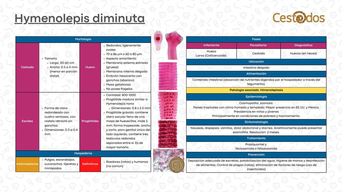 Hymenolepis diminuta [Flashcard] | DoDoctor | uDocz